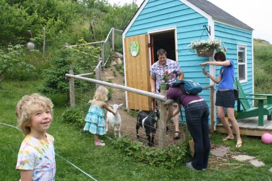 Grumpy Goats - Downhome Magazine