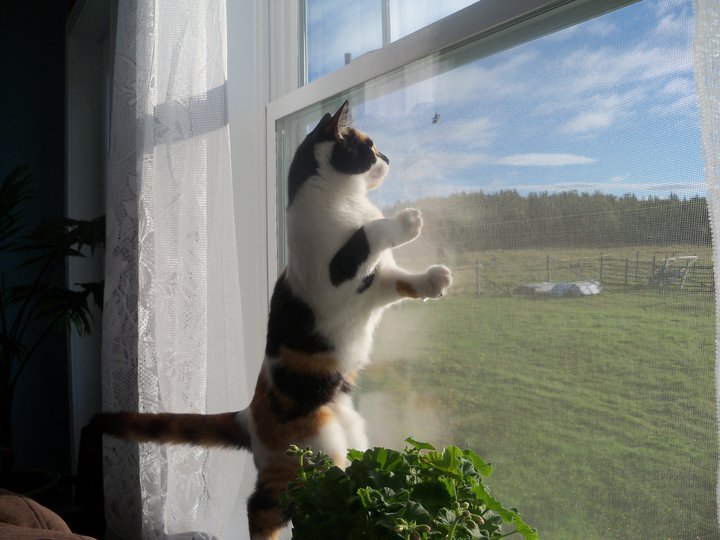 Cally the Calico Cat - Downhome Magazine