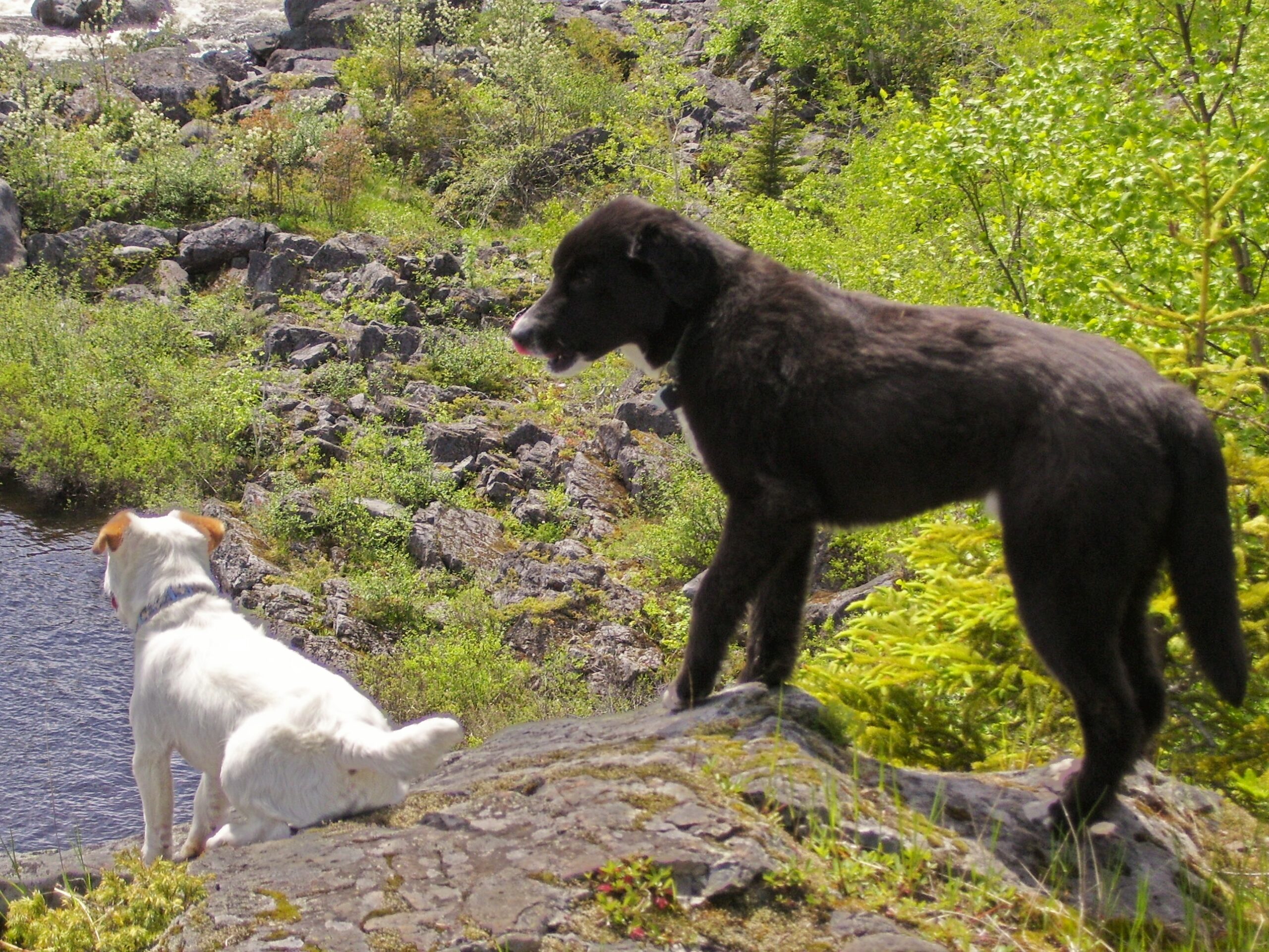 Charlie and Fletcher Taking it Easy! - Downhome Magazine