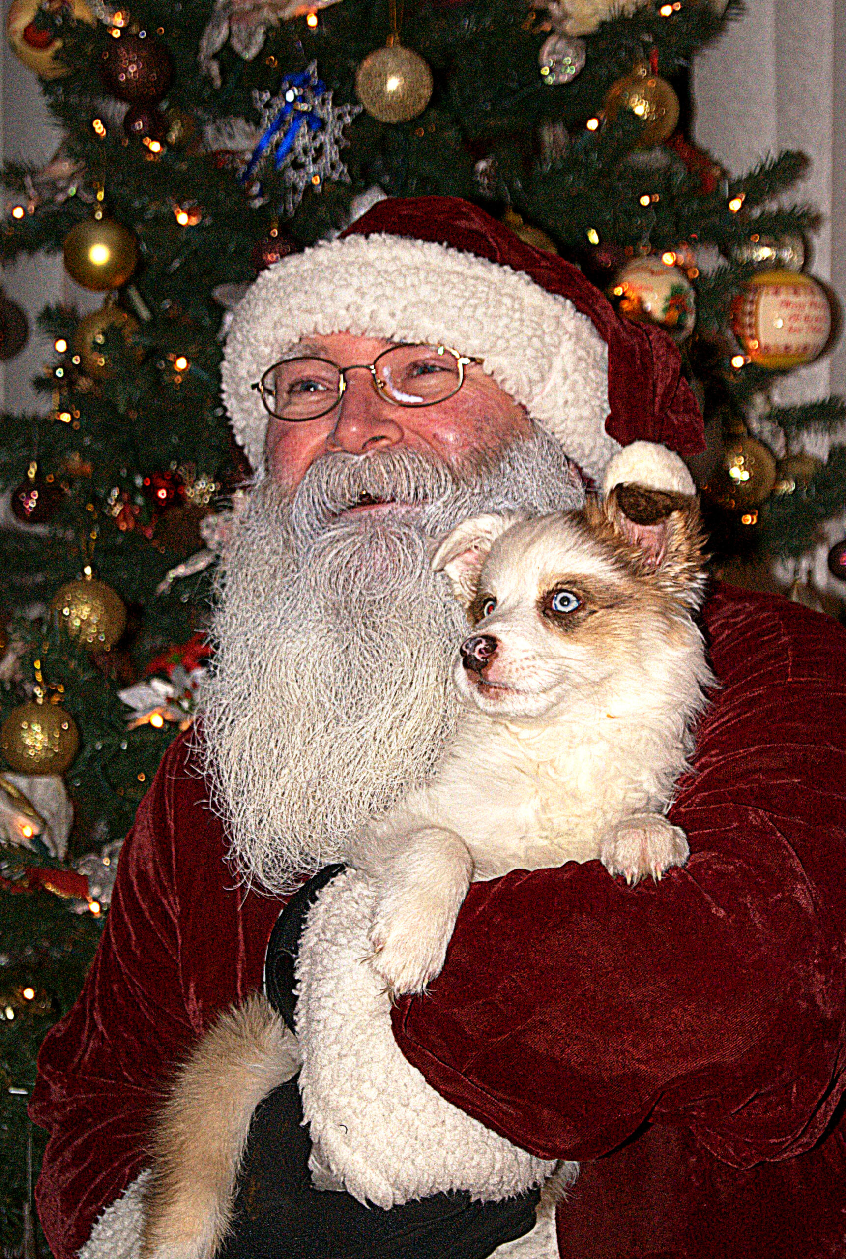 December Pet of the Month - Downhome Magazine