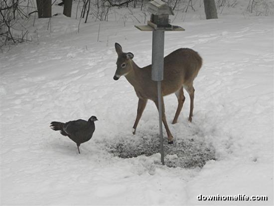 Wildlife at the Feeder - Downhome Magazine