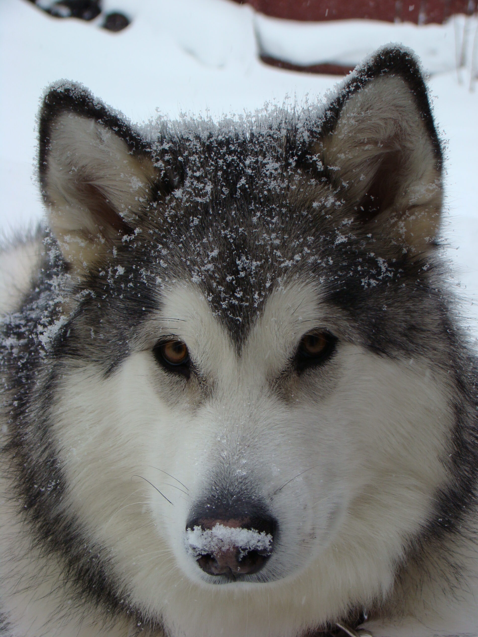 Snow Nose! - Downhome Magazine