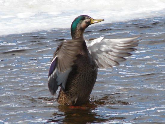 Duck Flapping its Wings - Downhome Magazine