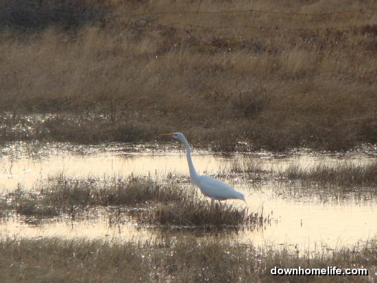 Rare Species Spotted - Downhome Magazine