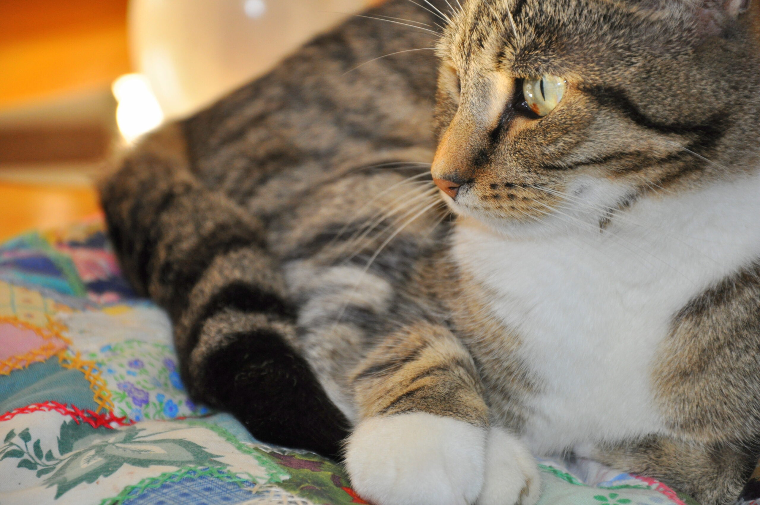 Our Cat Link - Downhome Magazine