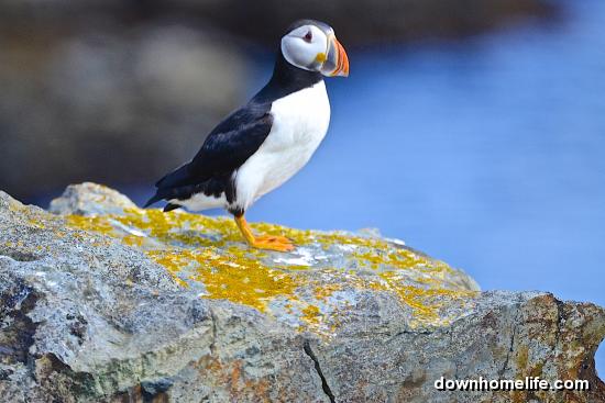 One Lonely Little Puffin - Downhome Magazine