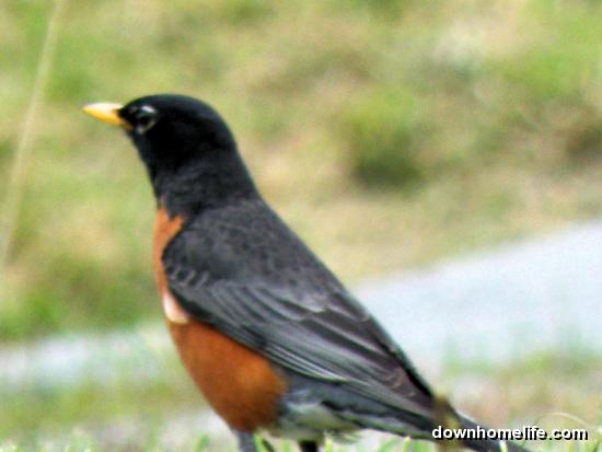 Cute Robin - Downhome Magazine