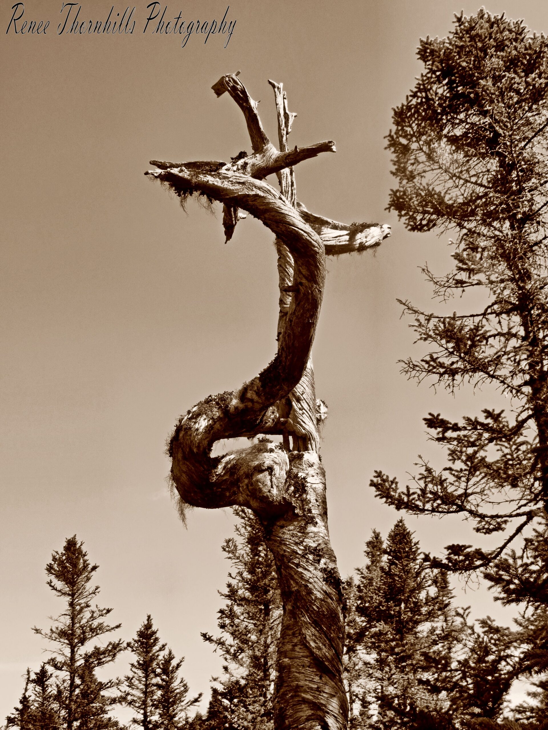 Freaky Tree - Downhome Magazine