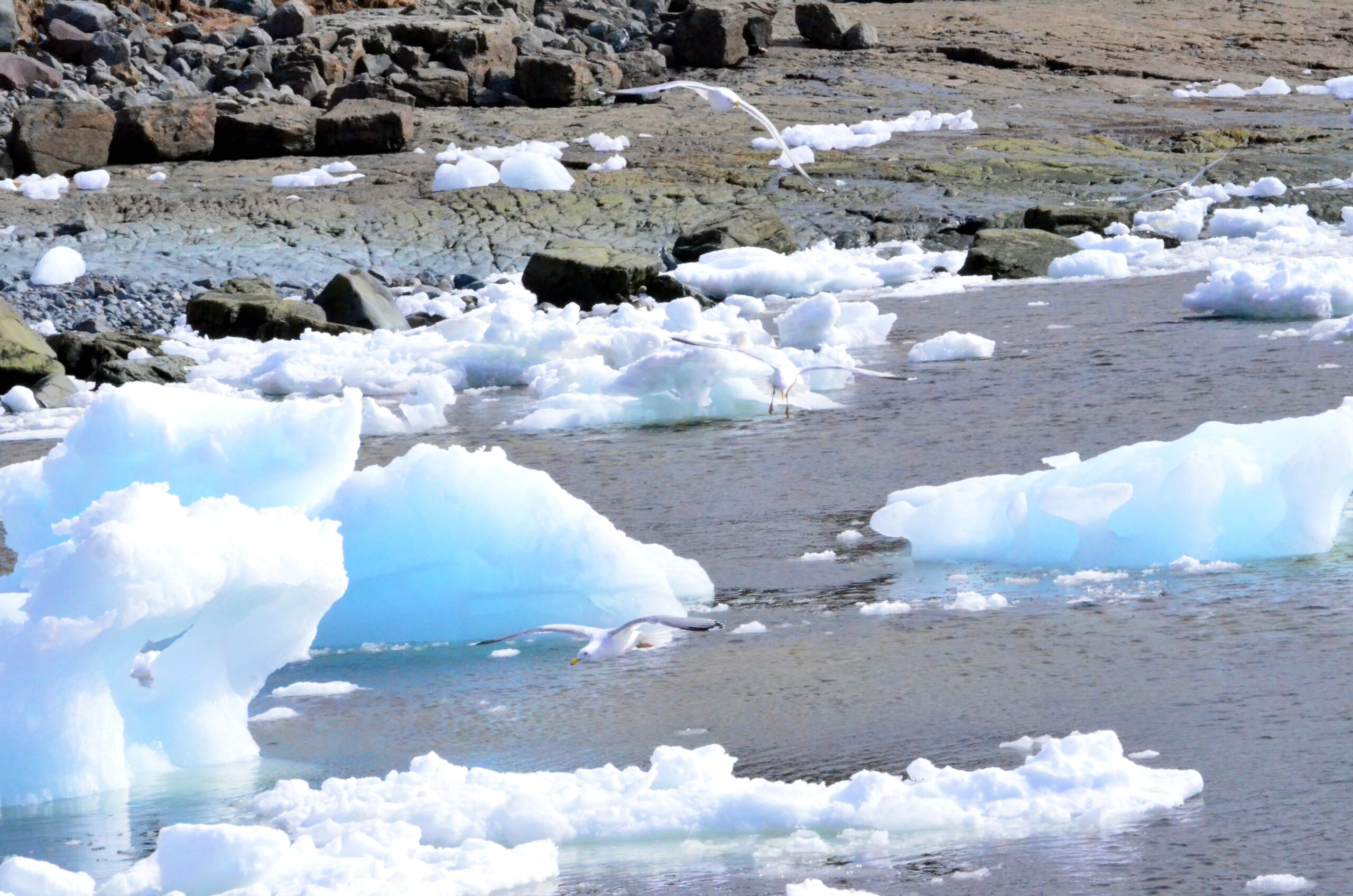 Ice Survey! - Downhome Magazine