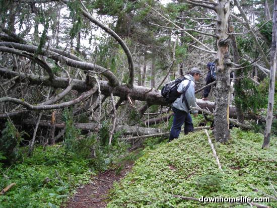 Igor Takes Down Trees - Downhome Magazine