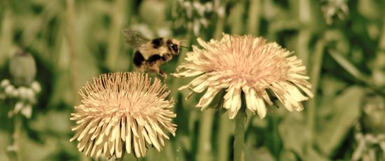 Bumblebee - Downhome Magazine