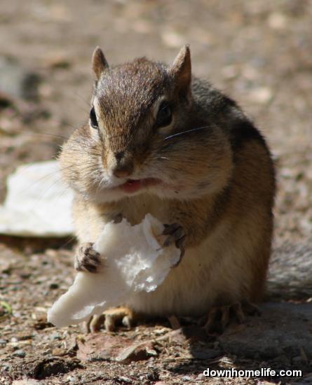 Theodore our Chipmunk - Downhome Magazine