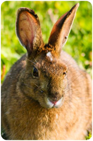 Rabbit Ralph - Downhome Magazine