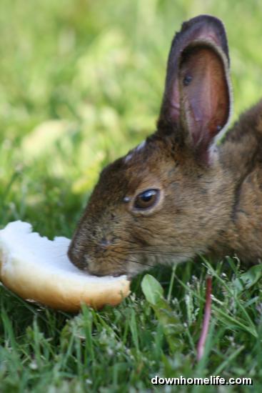 Ralph Eating a Bun - Downhome Magazine