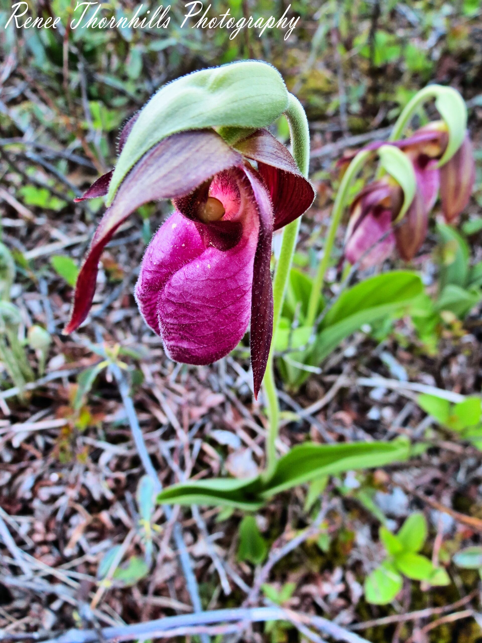 Newfoundland's Flower - Downhome Magazine
