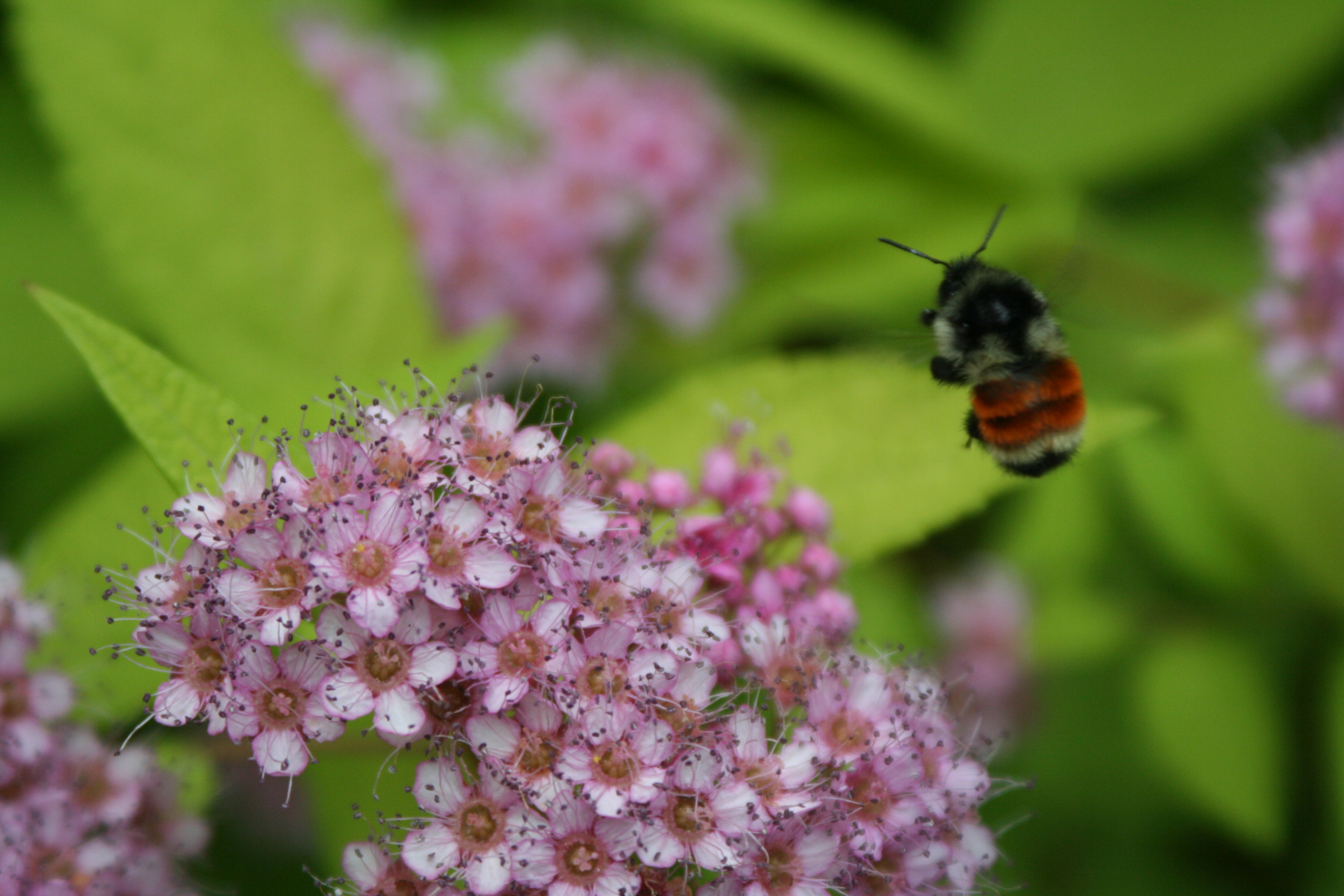 Bumblebee - Downhome Magazine