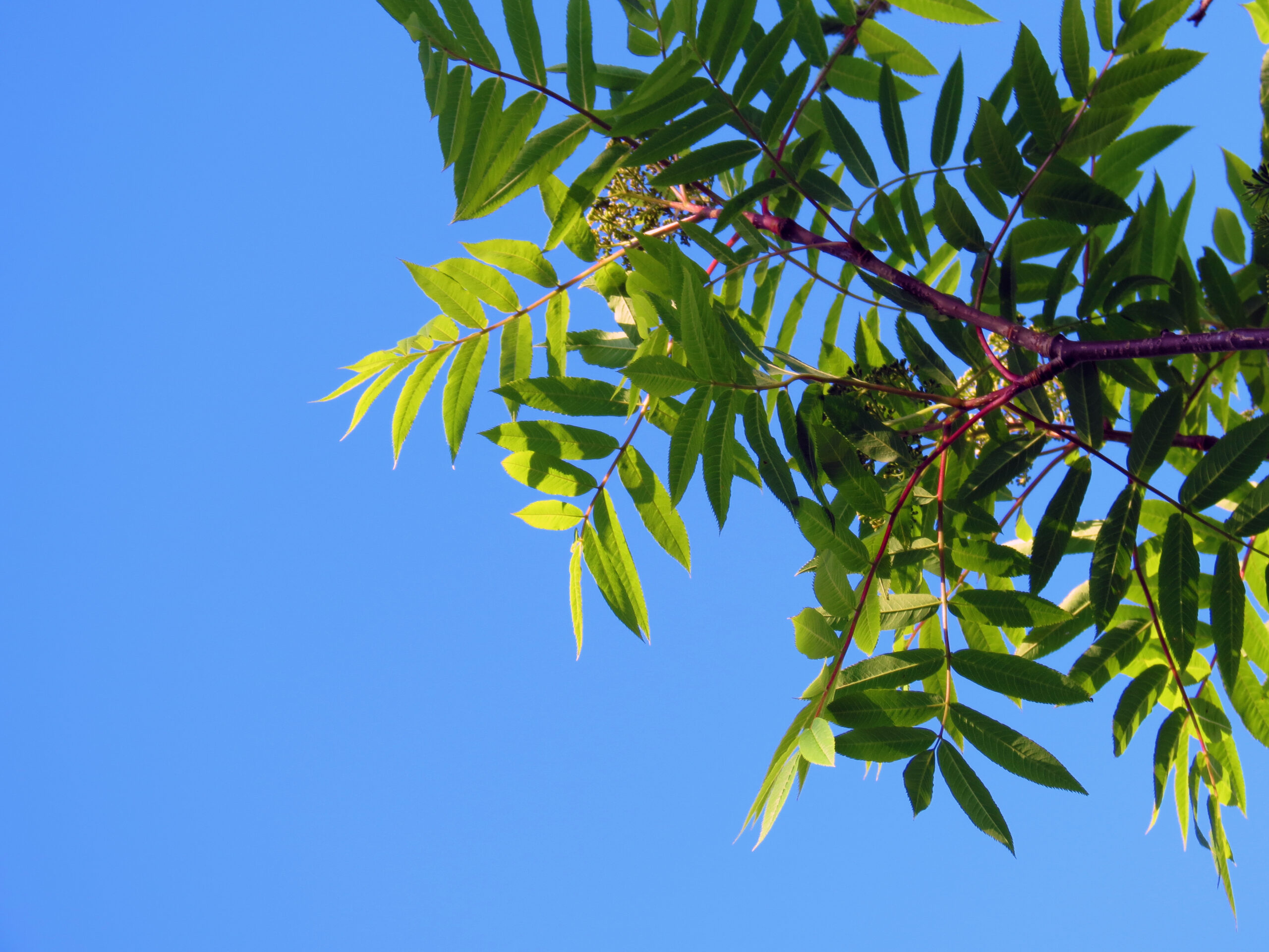 blue sky - Downhome Magazine