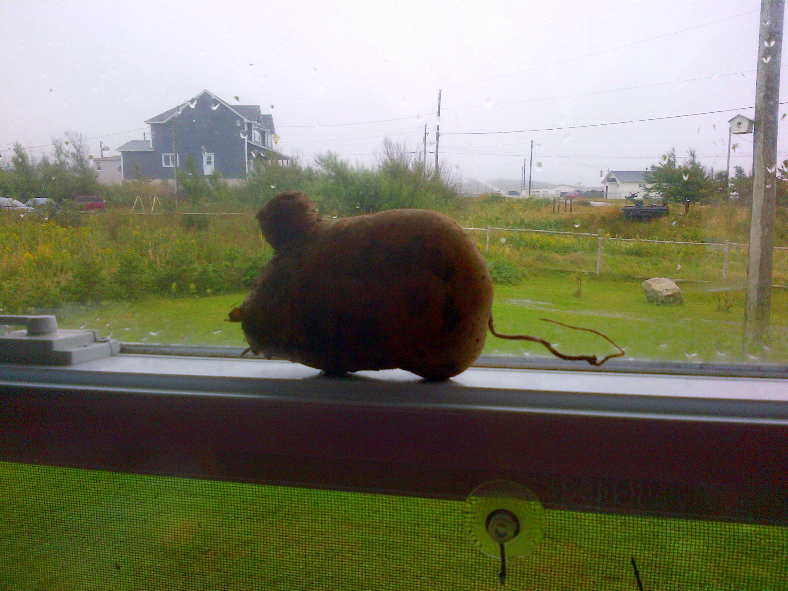 Mouse Potato - Downhome Magazine