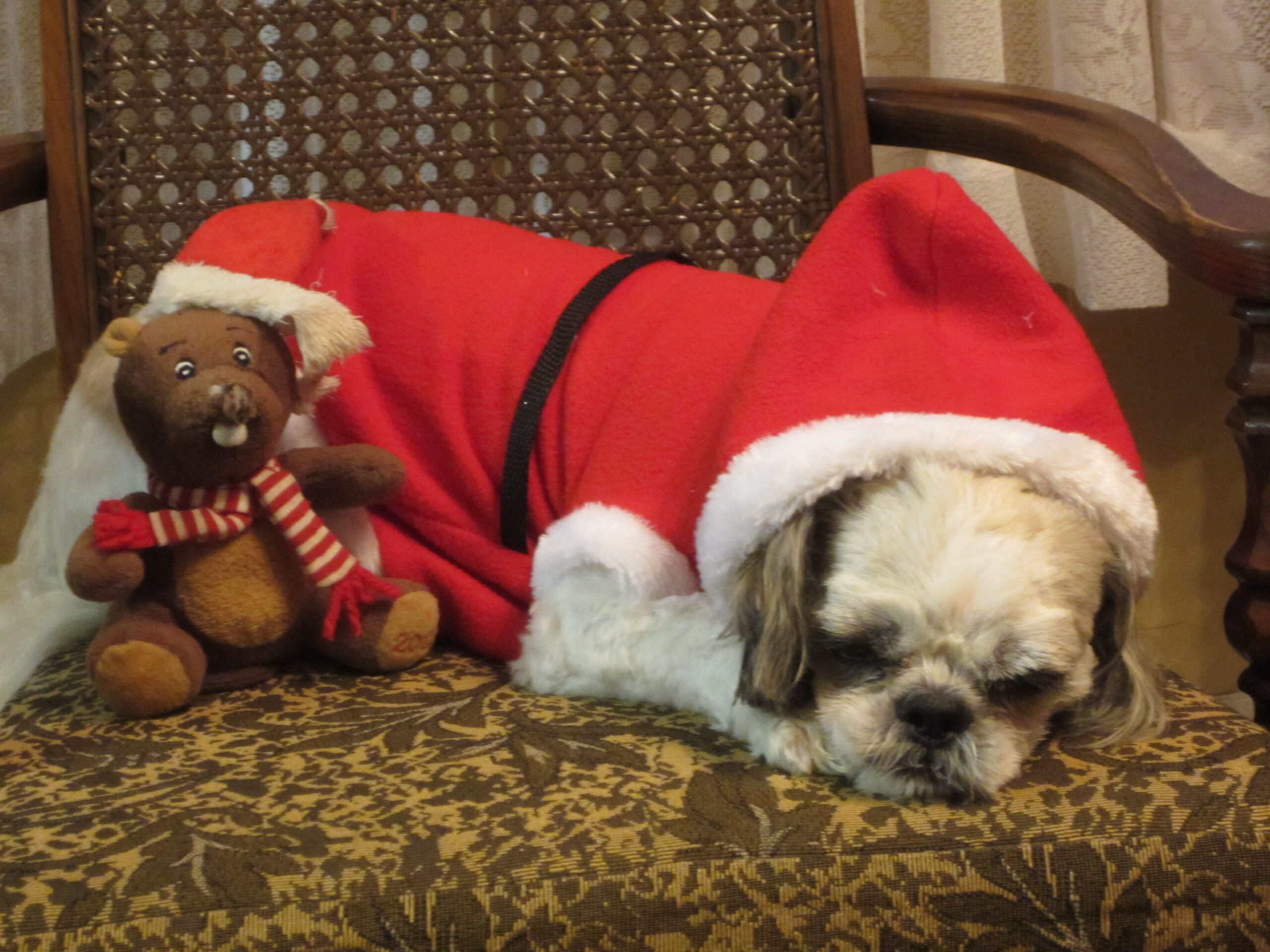 Benji Modelling His New Santa Suit. - Downhome Magazine