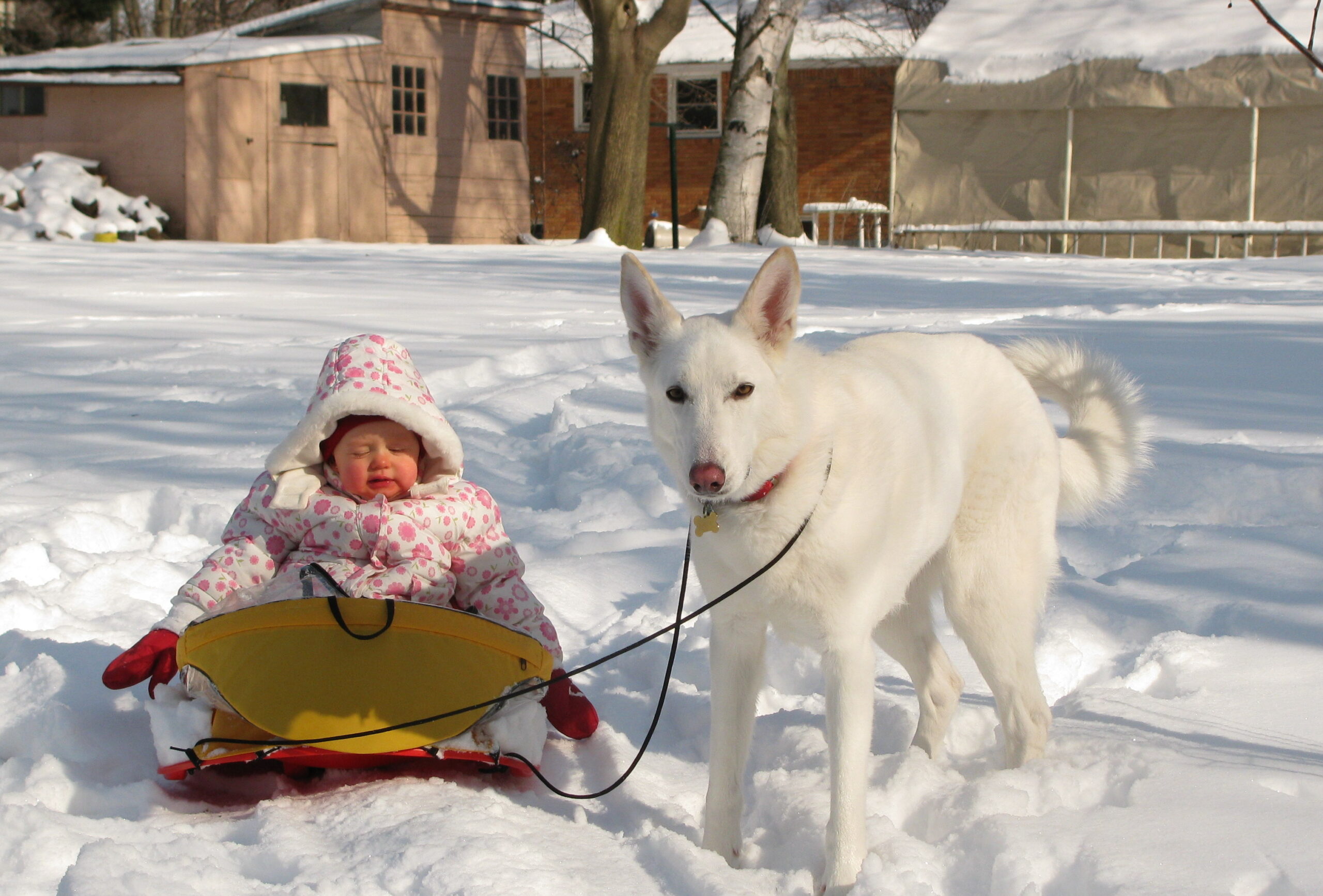 Dog Sledding Anyone? - Downhome Magazine