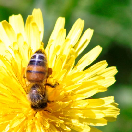 Bumble Bee - Downhome Magazine