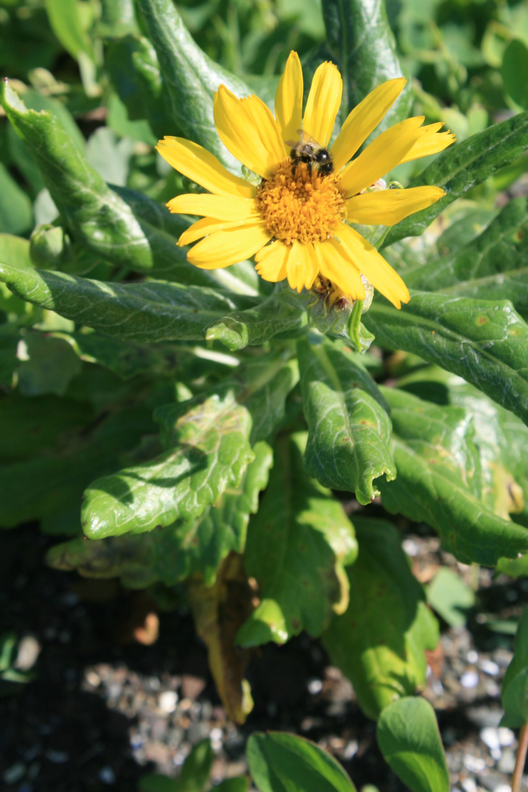 Flower Unknown - Downhome Magazine