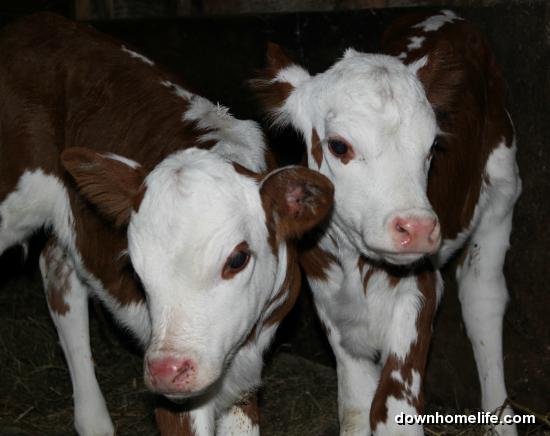Twin Calves - Downhome Magazine