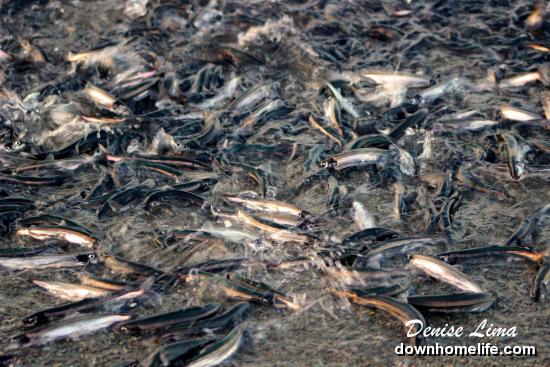 Caplin rolling on the beach - Downhome Magazine