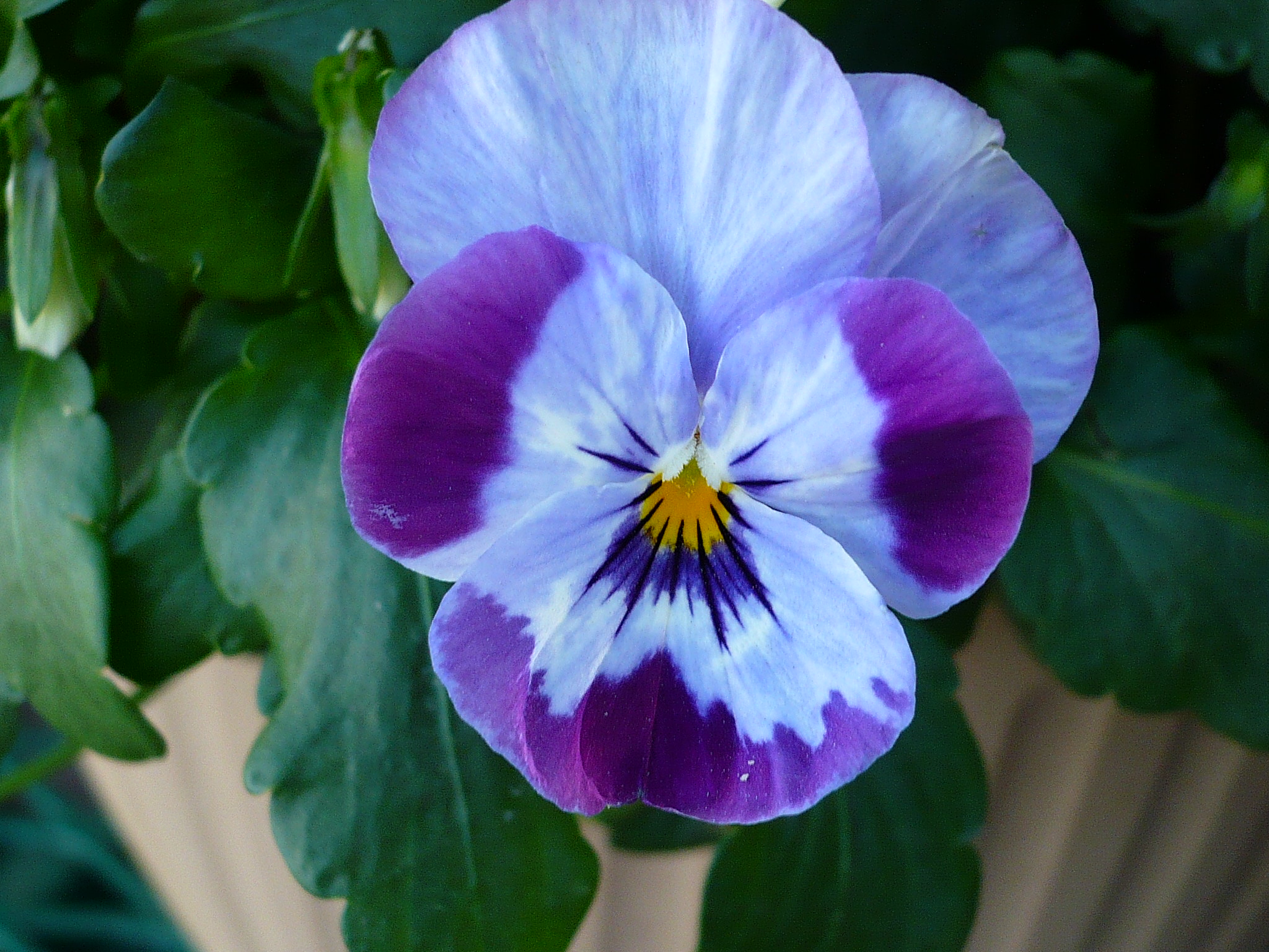 Pansy Power - Downhome Magazine