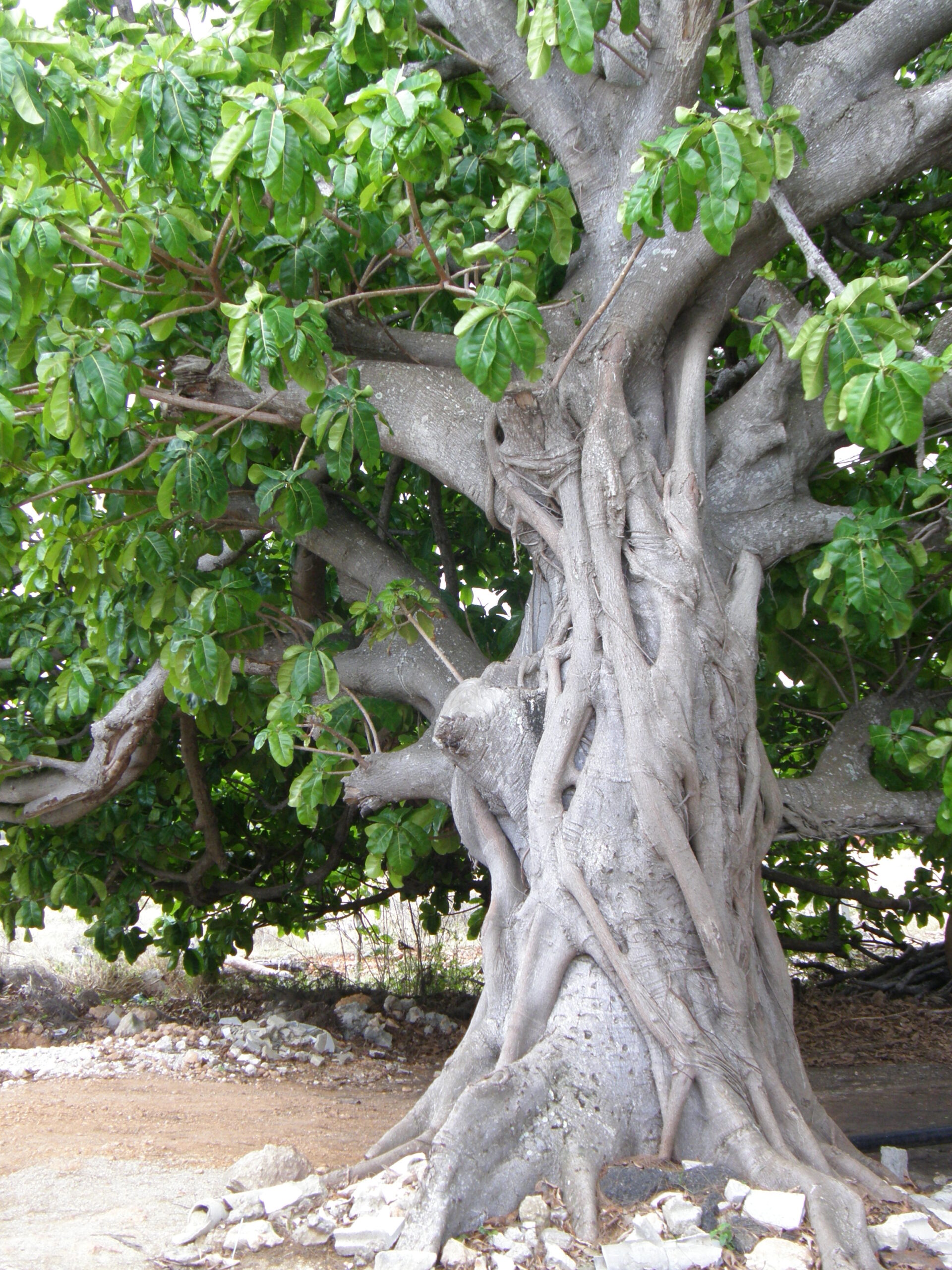 A Tree That Can Tell Stories - Downhome Magazine