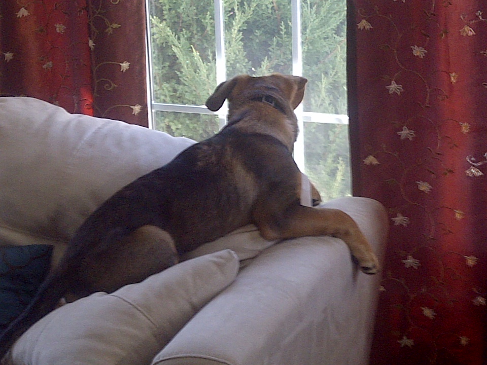 That Doggie in the Window! - Downhome Magazine