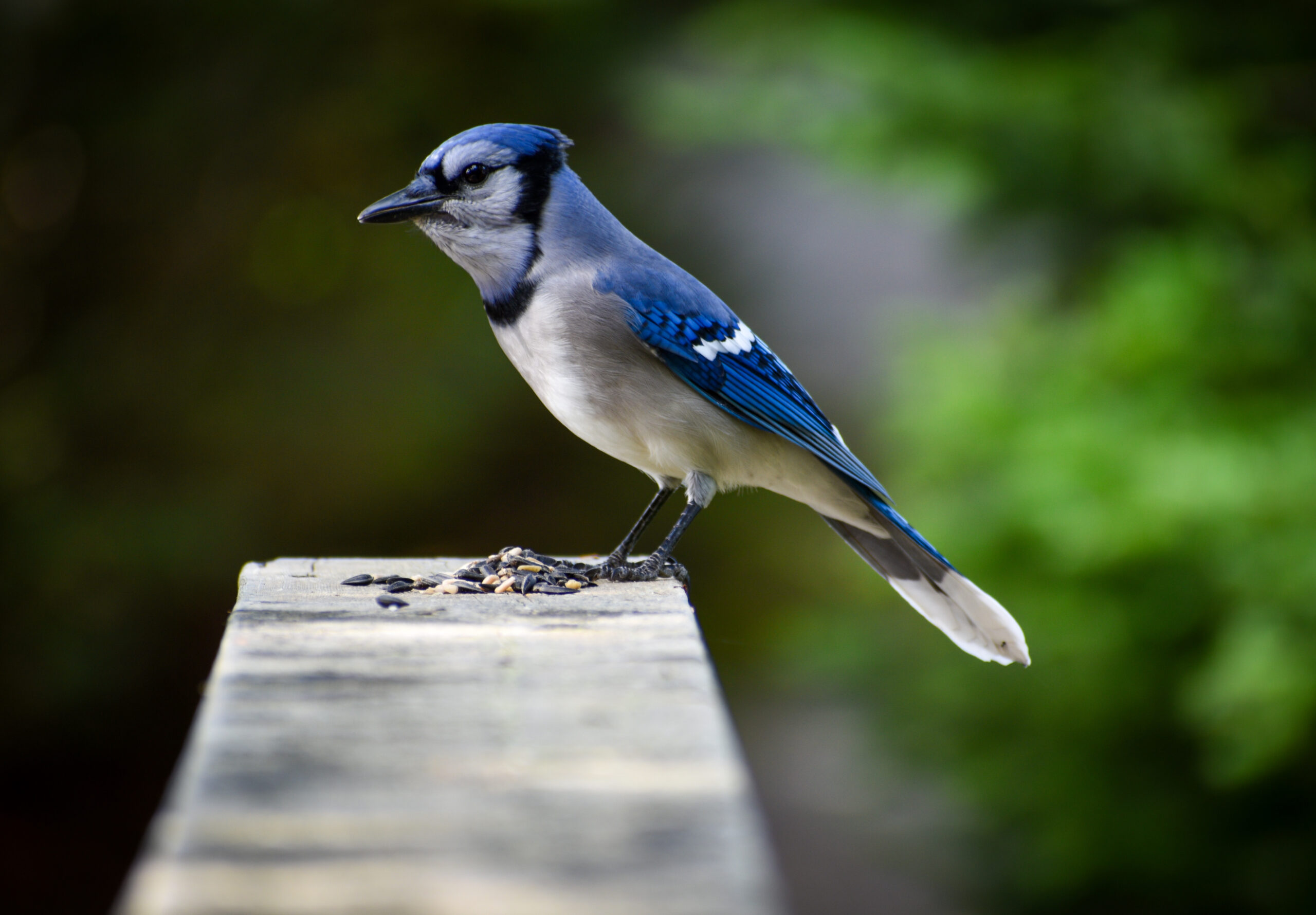 Bright blue jay - Downhome Magazine