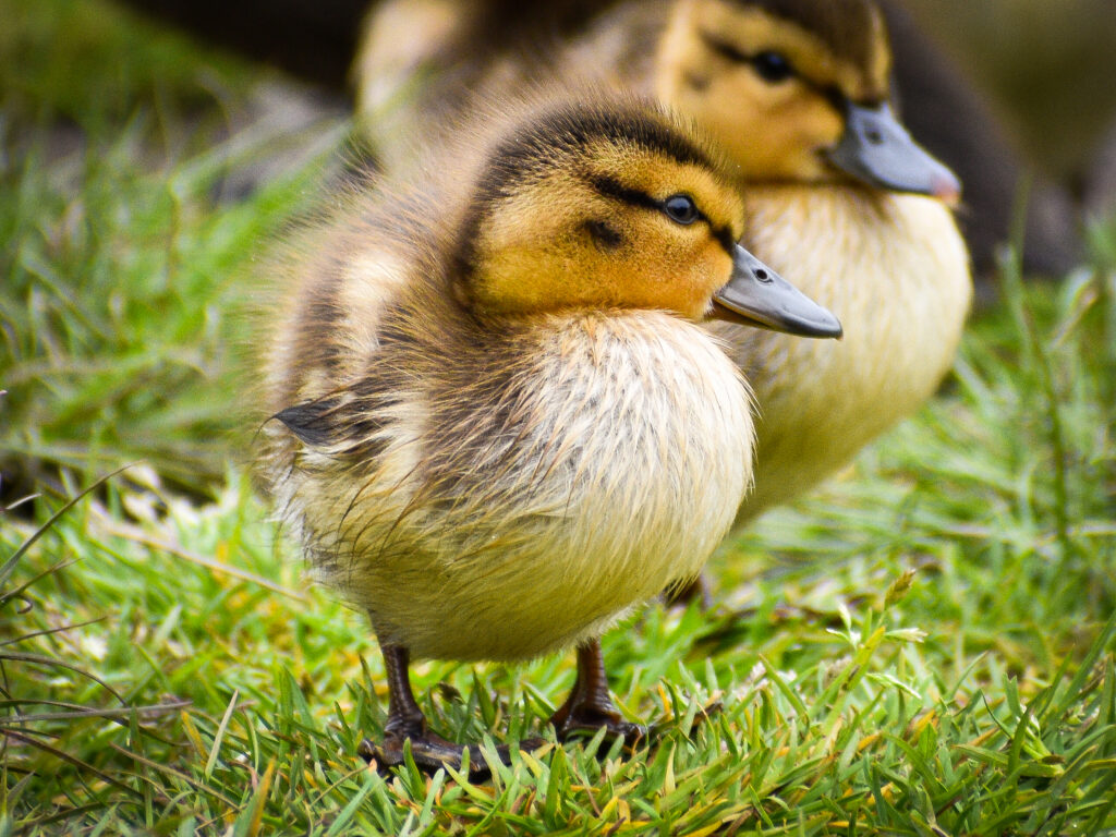 Ducklings - Downhome Magazine