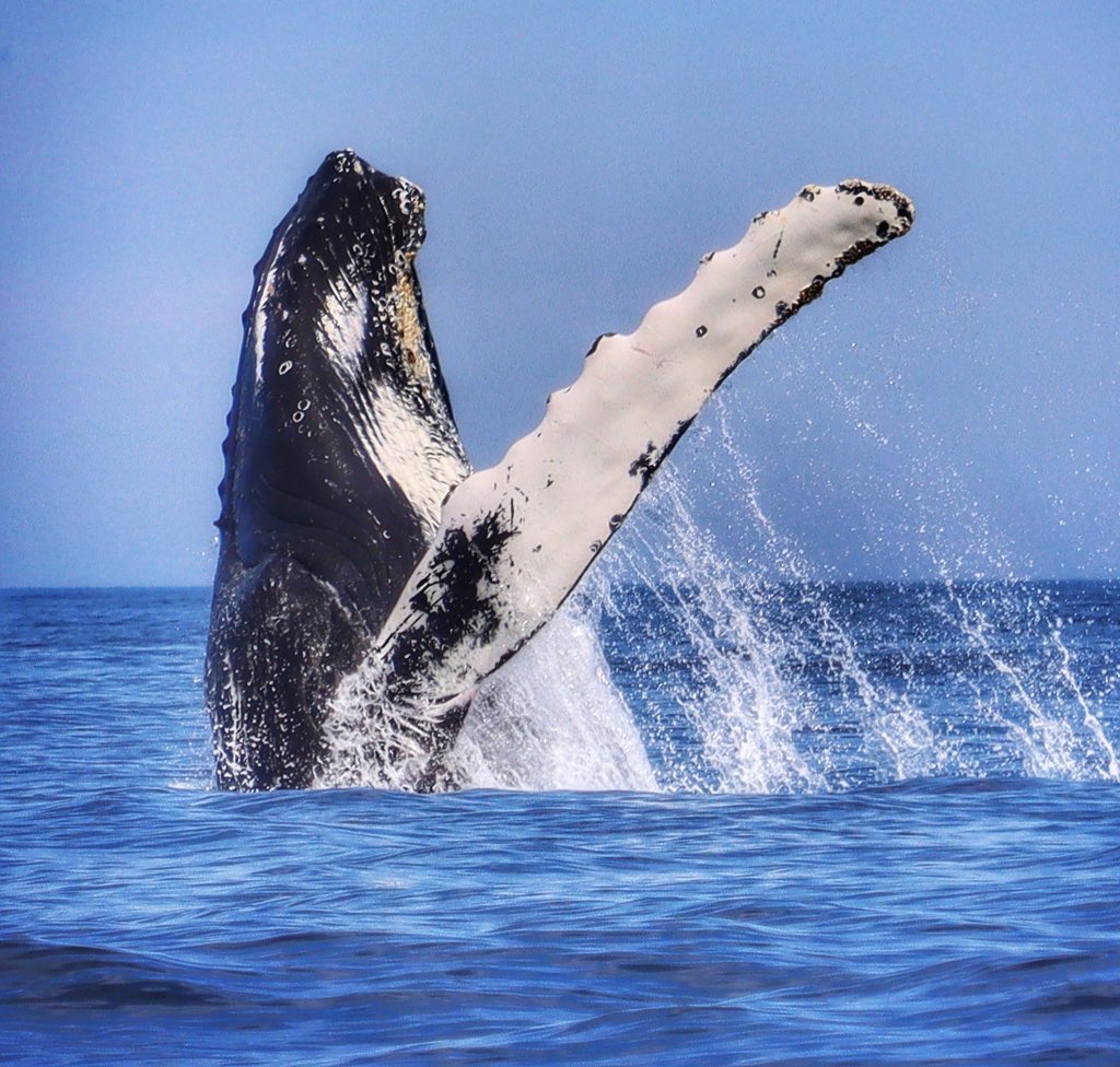 A Whale of a Summer Memory - Downhome Magazine