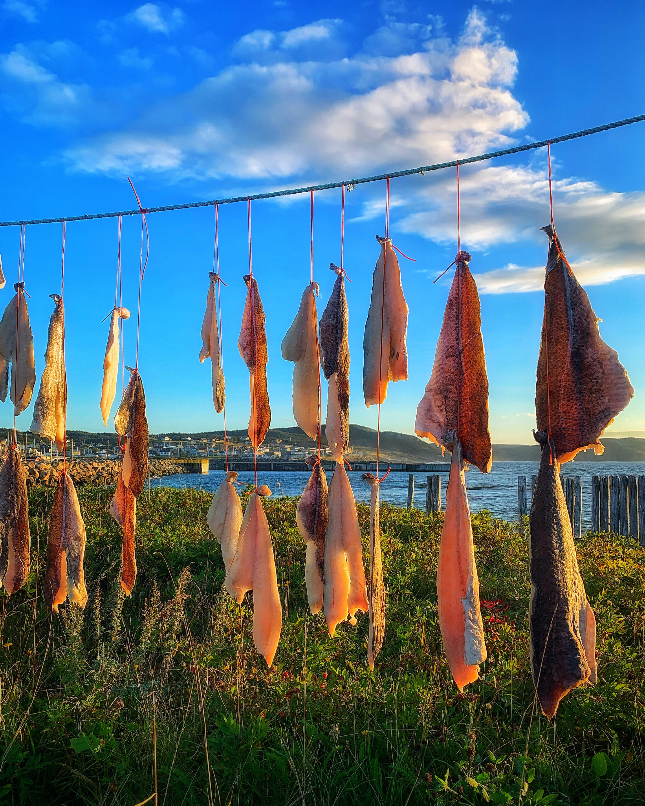 A Line of Fish - Downhome Magazine