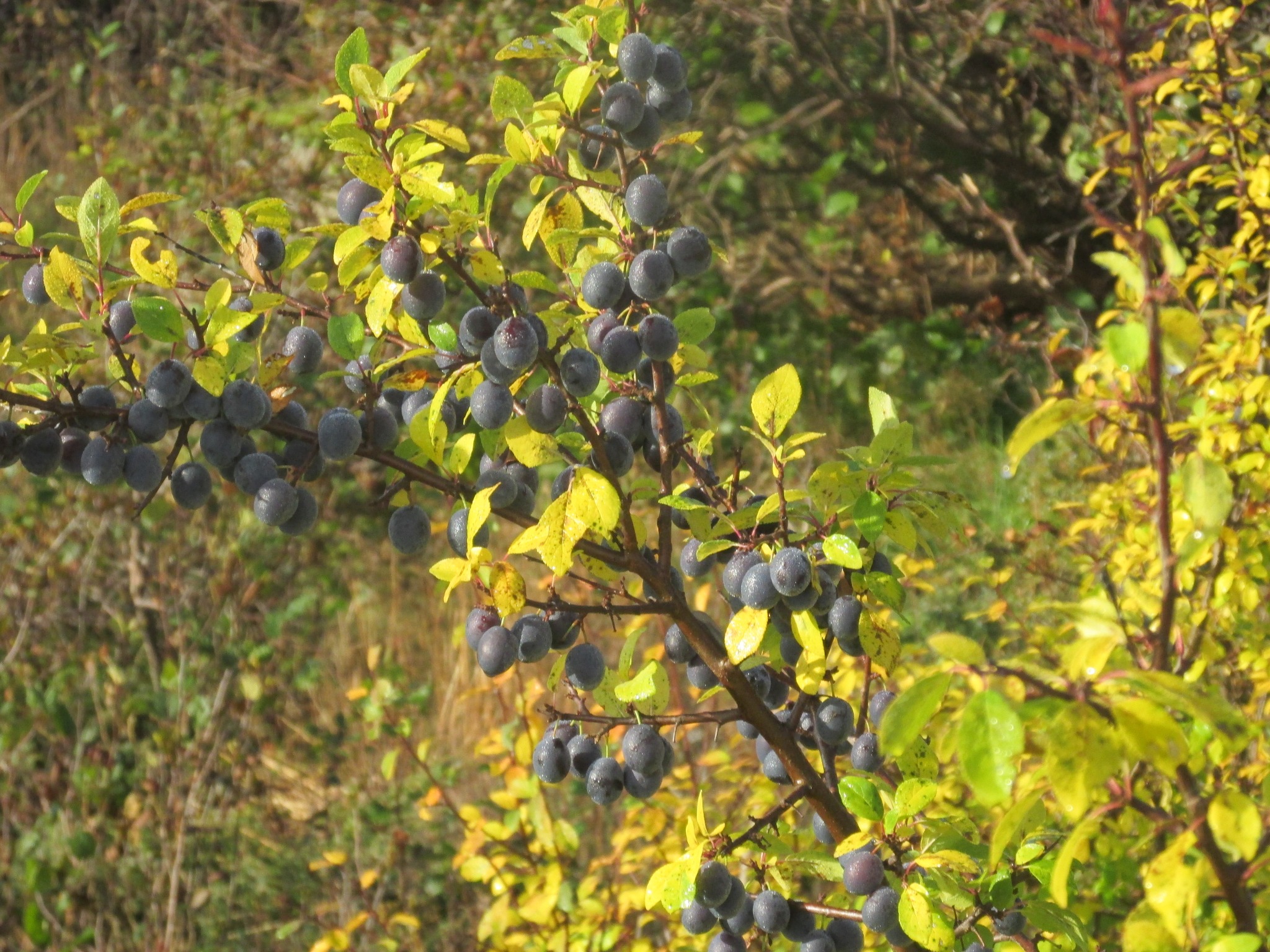 Last of the Fall Damson Pick - Downhome Magazine
