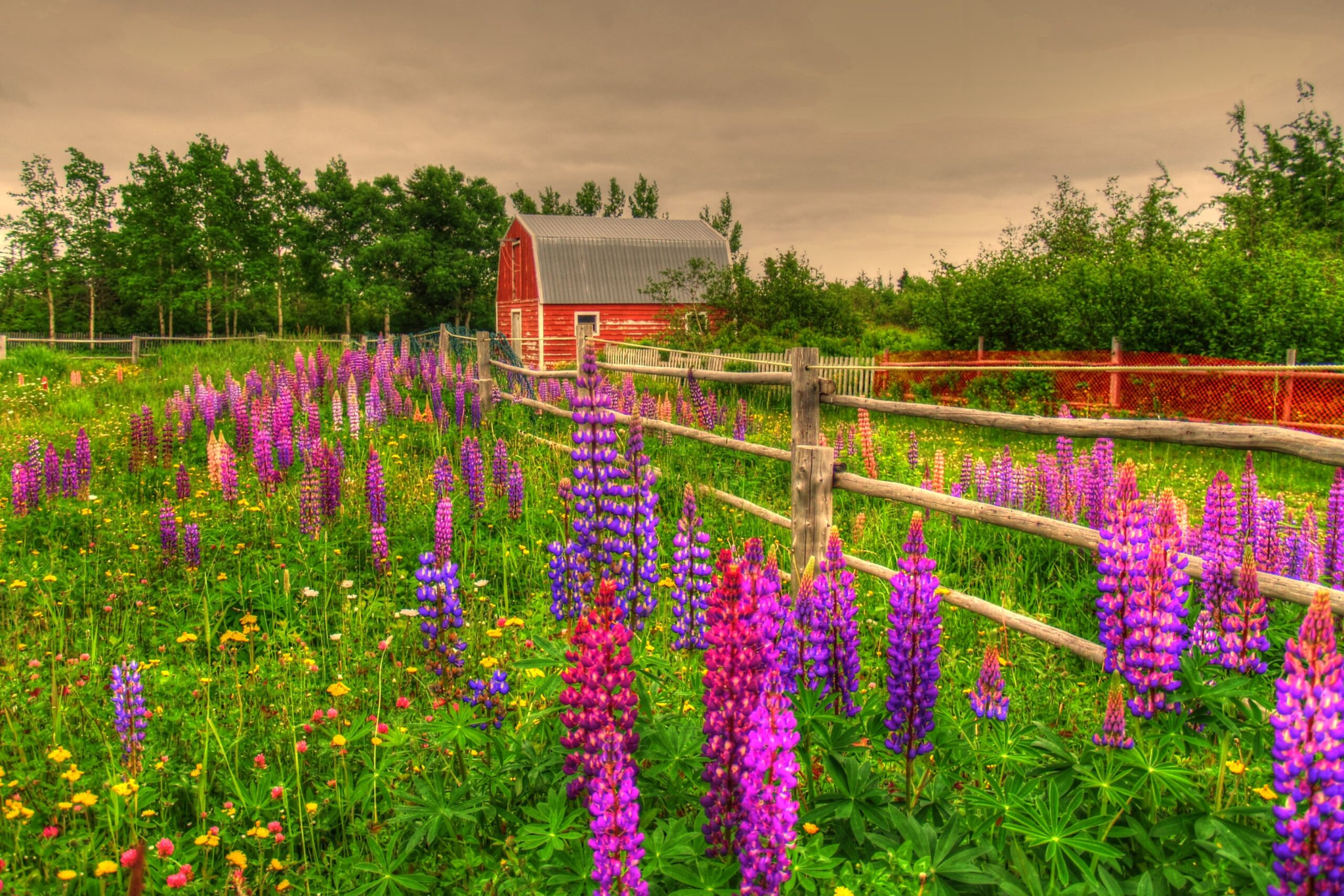 Lupins on a farm - Downhome Magazine