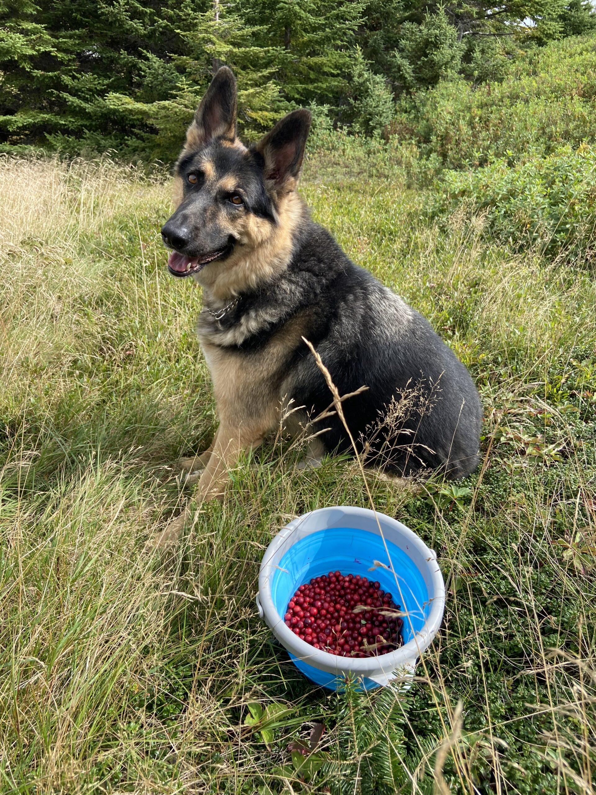 Partridge Berry Time - Downhome Magazine