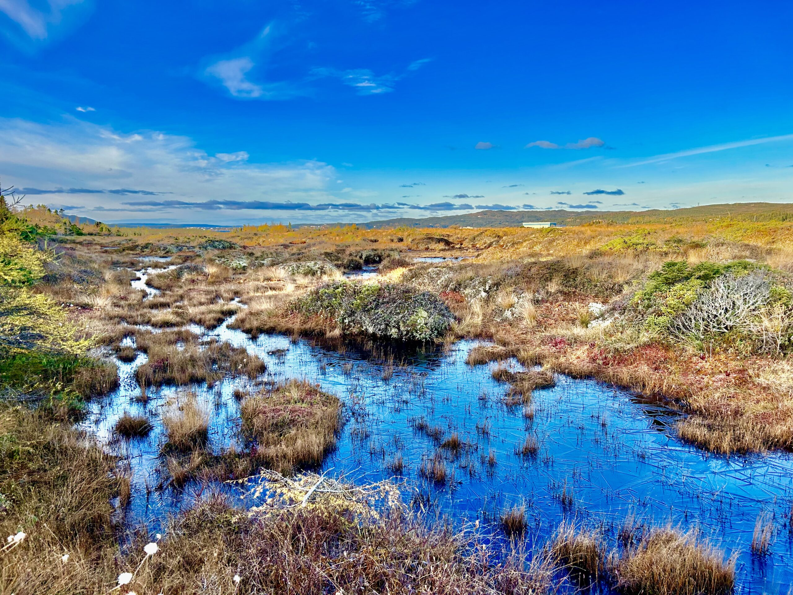 Blue Bog - Downhome Magazine