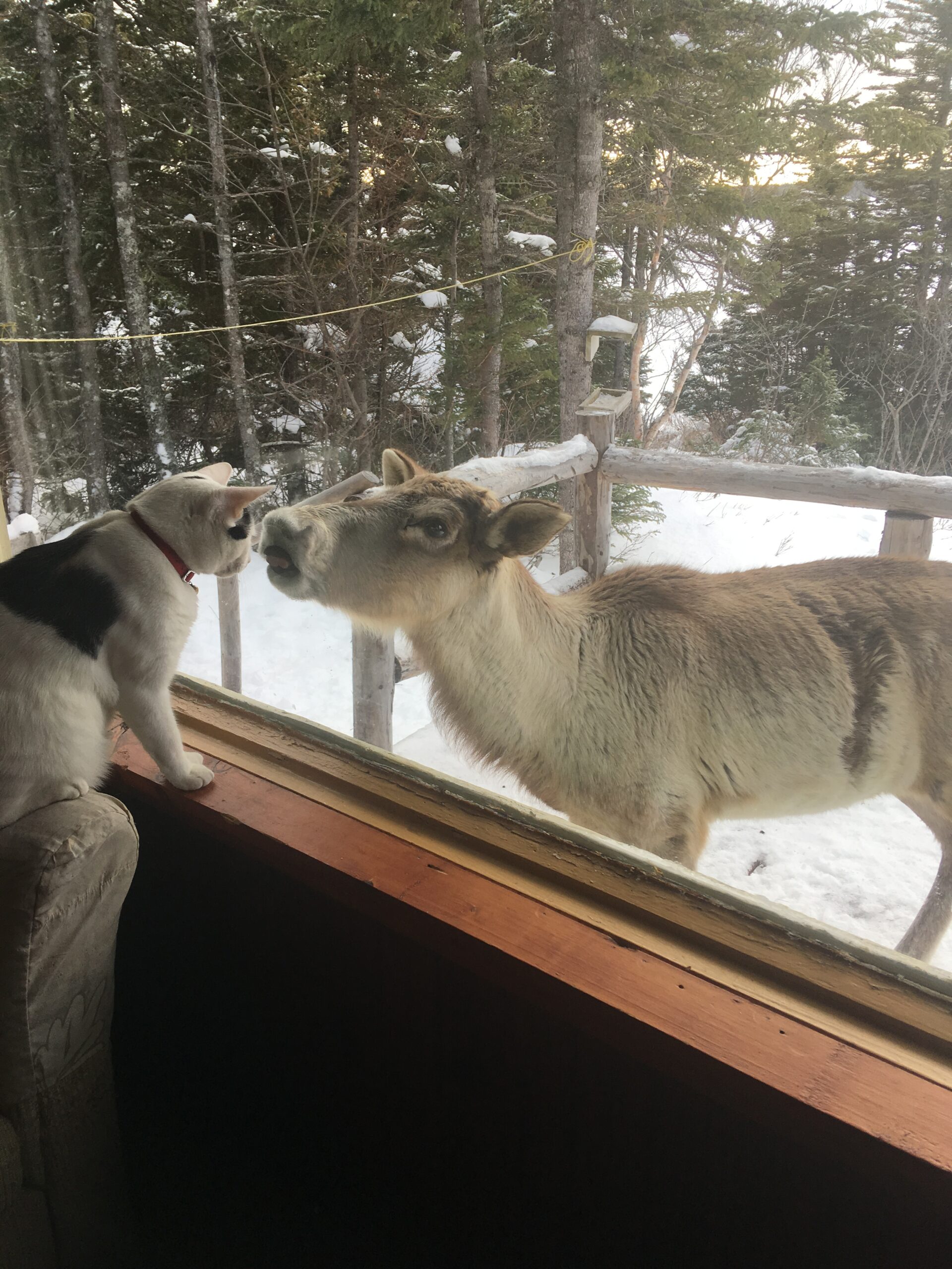 My Cat Cosmo meeting Mr.Caribou! - Downhome Magazine