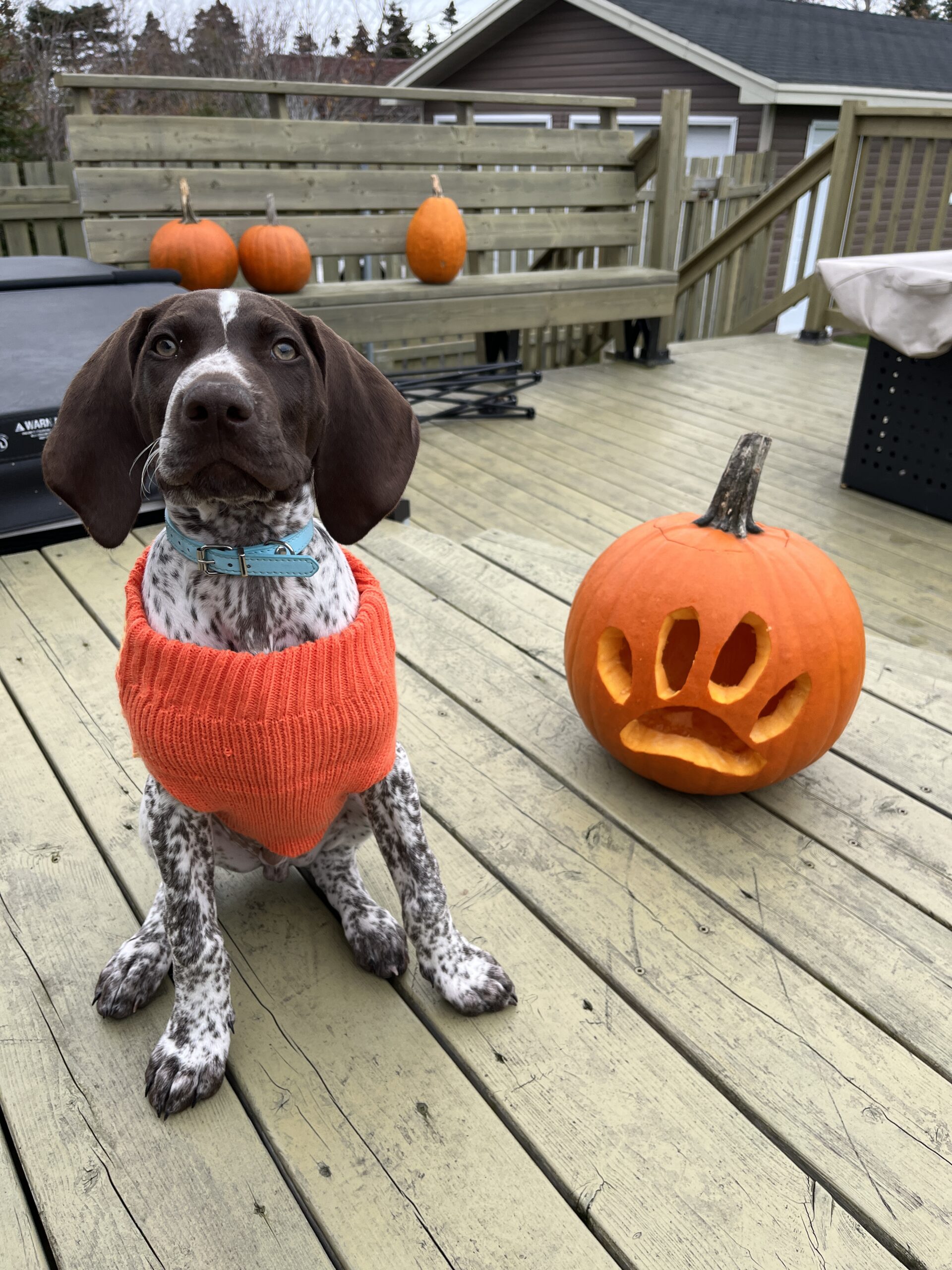 A Pointer and his Pumpkin - Downhome Magazine