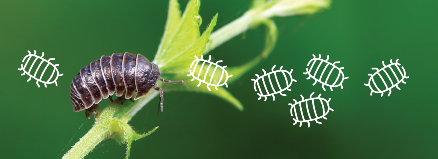 Carpenters: Good or Bad? - Downhome Magazine