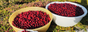 A Field Guide to Newfoundland Berries - Downhome Magazine