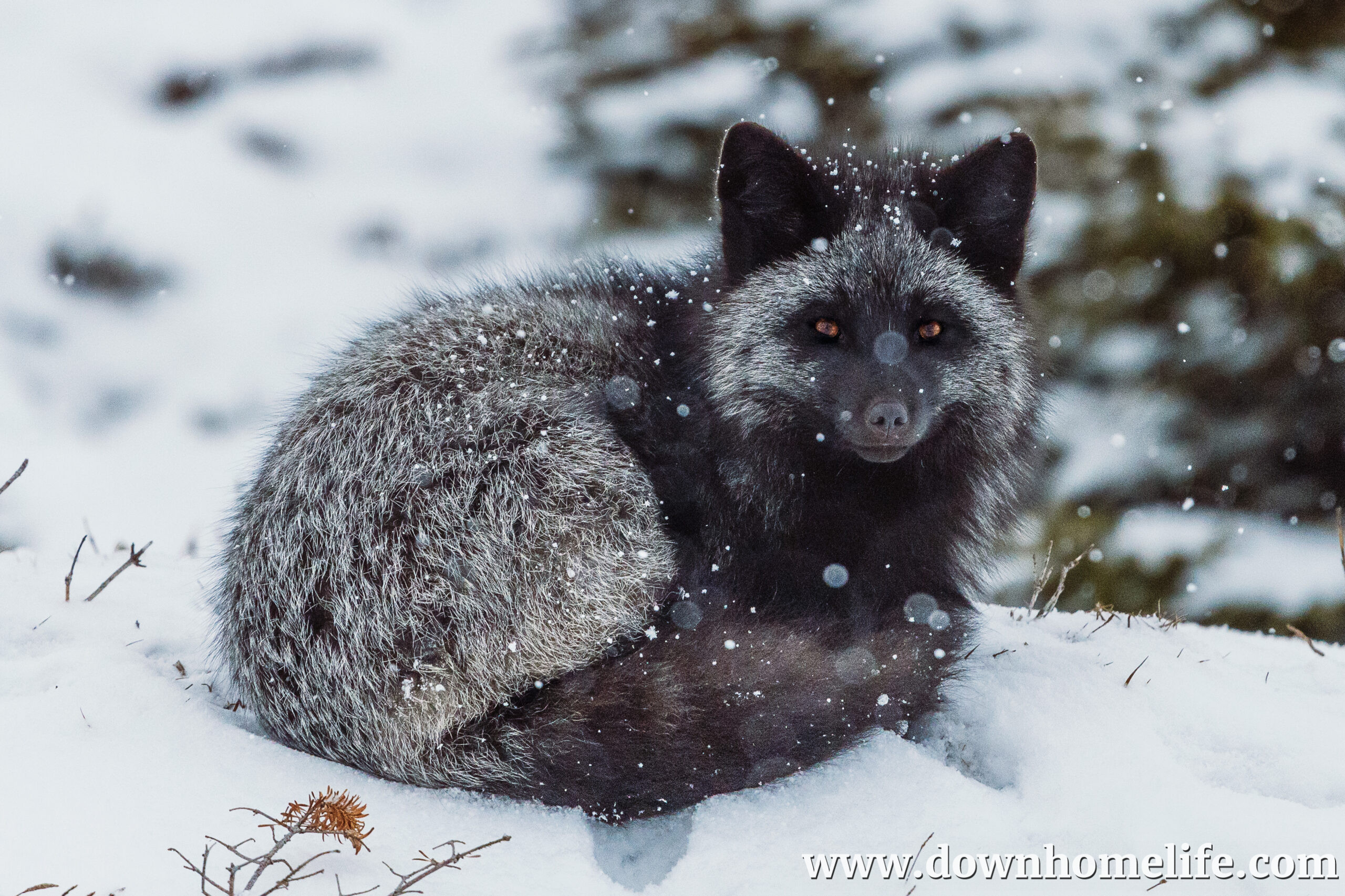 Snowy Silver - Downhome Magazine