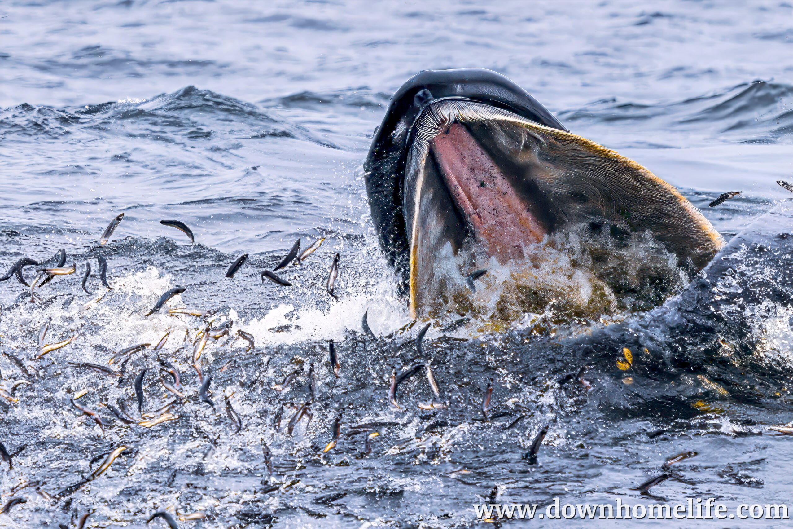 Humpback vs The Little Guys - Downhome Magazine