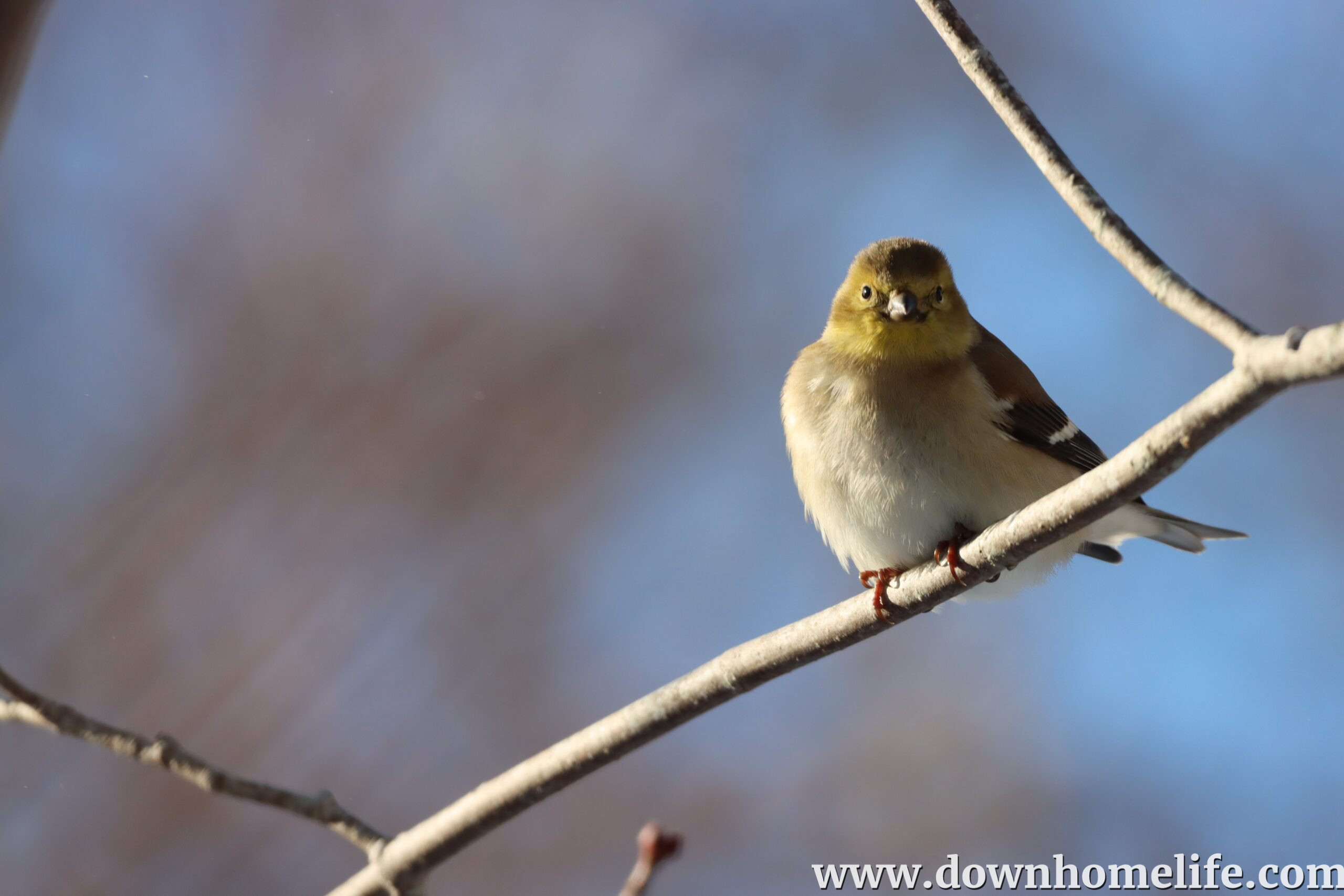 Small bird. Big winter energy. - Downhome Magazine