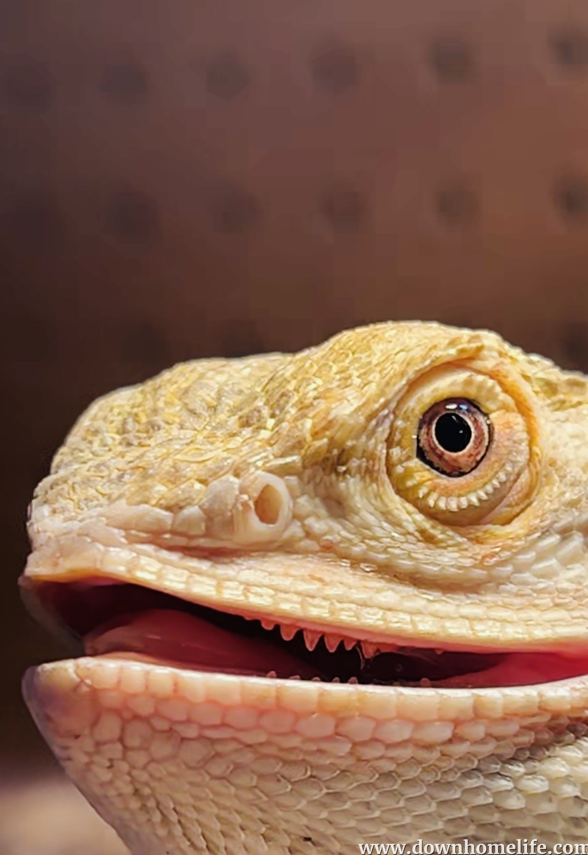 RYU the Bearded Dragon . Jan. 27/26 - Downhome Magazine